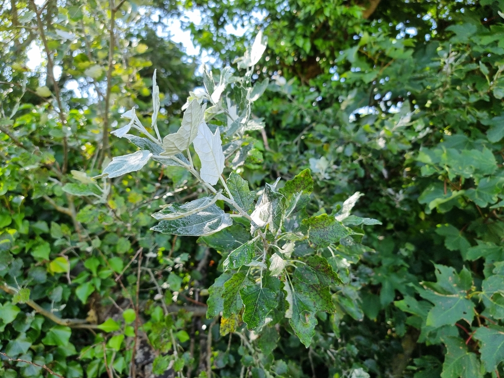white poplar from Canterbury CT3 4DF, UK on July 27, 2024 at 10:04 AM ...