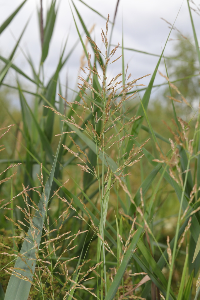 reed meadowgrass from The Twiggeries, Peacock Avenue, Warrington, UK on ...