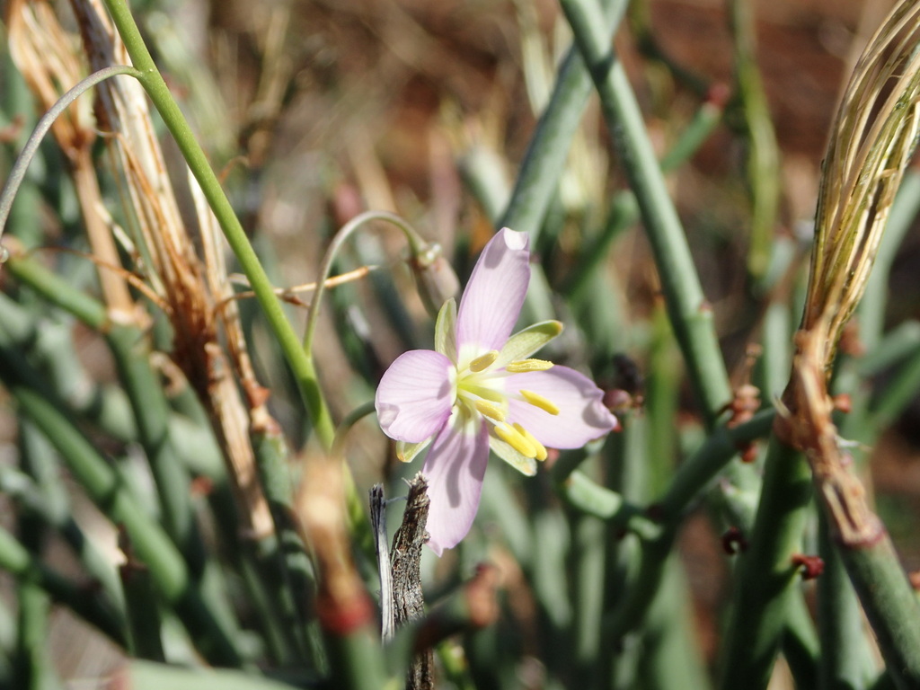 Heliophila minima from Pixley ka Seme District Municipality, South ...