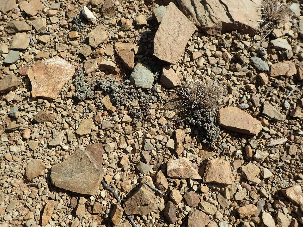 Coral Stonecrop from Pixley ka Seme District Municipality, South Africa ...