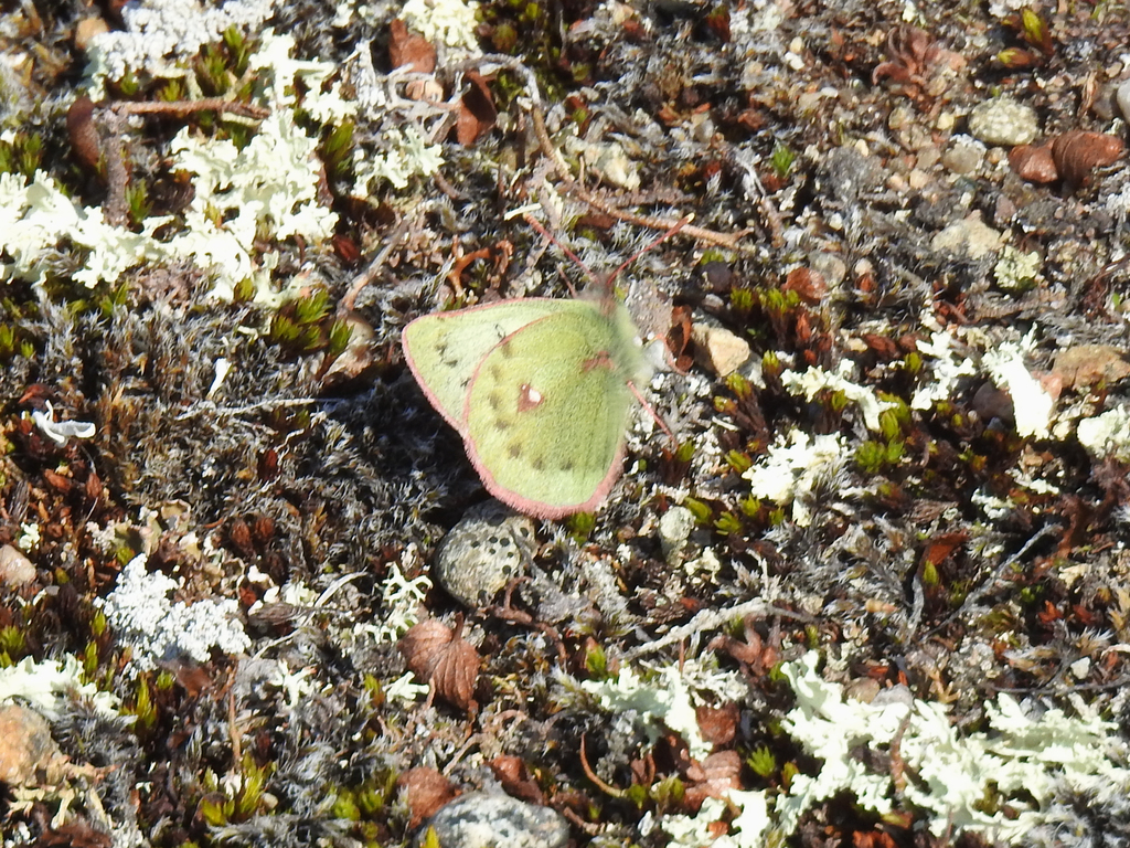 Labrador Sulphur from Iqaluit, NU, Canada on July 23, 2024 at 11:25 AM ...