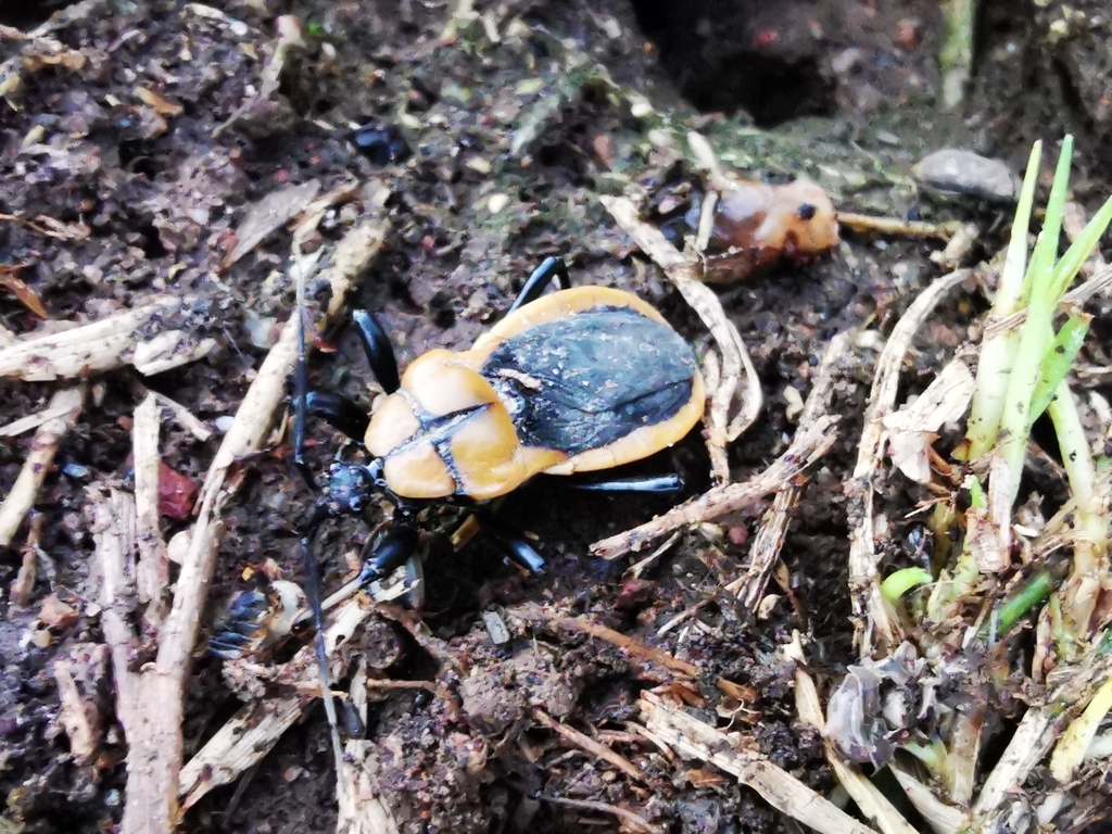 Millipede Assassin from Theewaterskloof Local Municipality, South ...