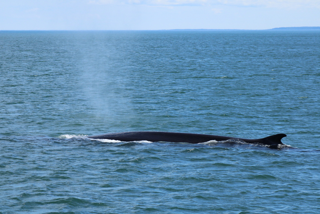 Fin Whale from Bay of Fundy, Grand Manan, NB, CA on July 26, 2024 at 03 ...