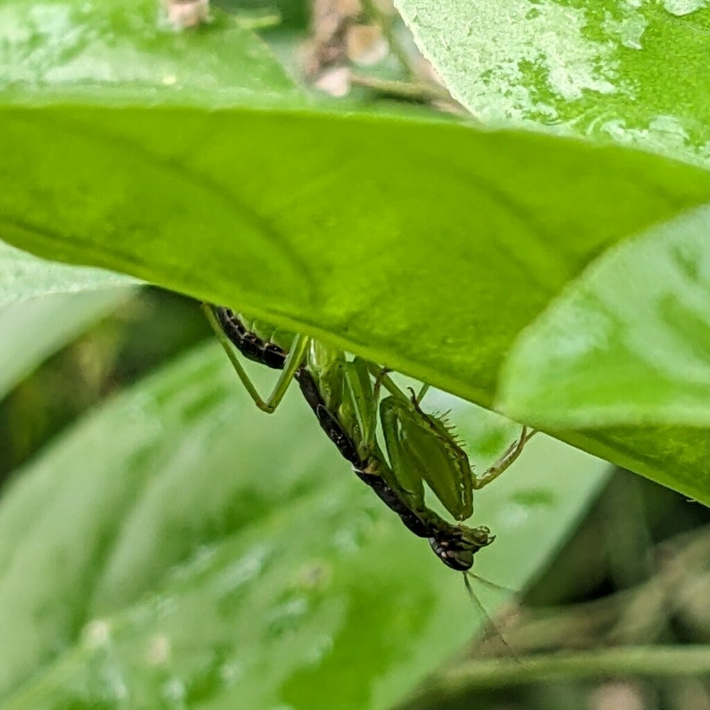 Asian Ant Mantises from BTM Layout, Bengaluru, Karnataka, India on July ...