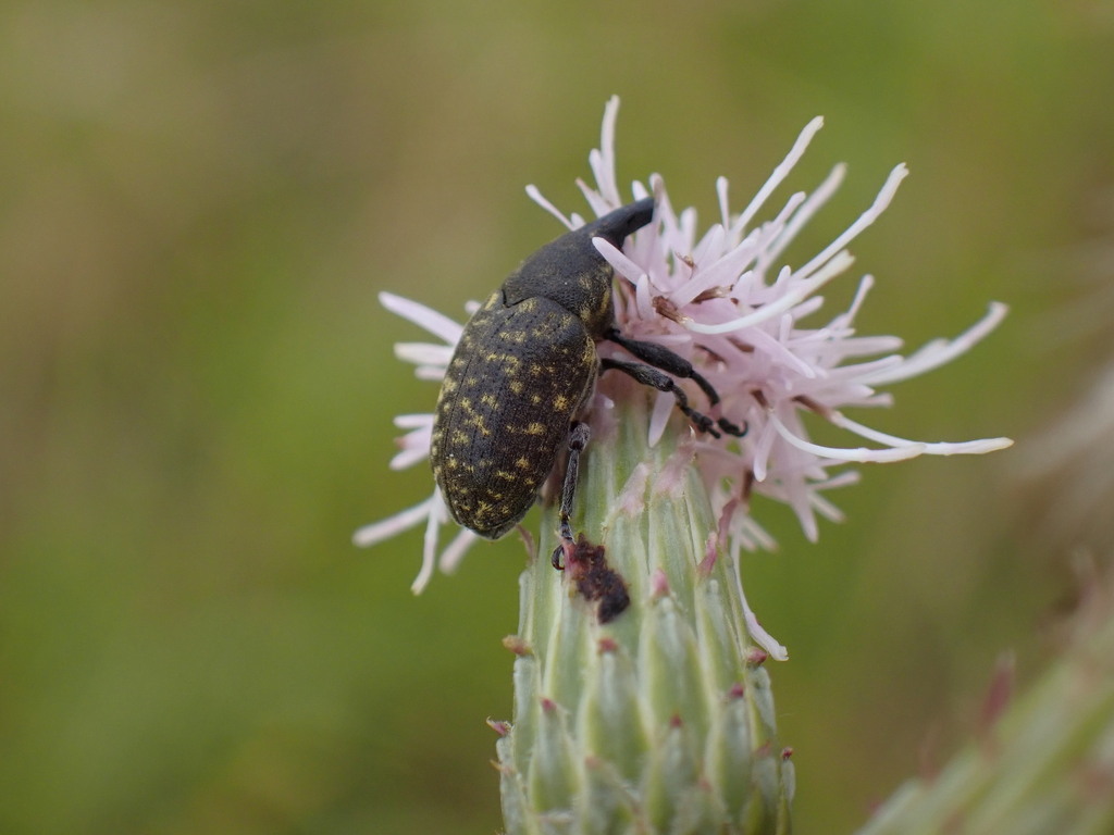 Turbine Cylindrical Weevil from 37434 Bodensee, Germany on July 17 ...