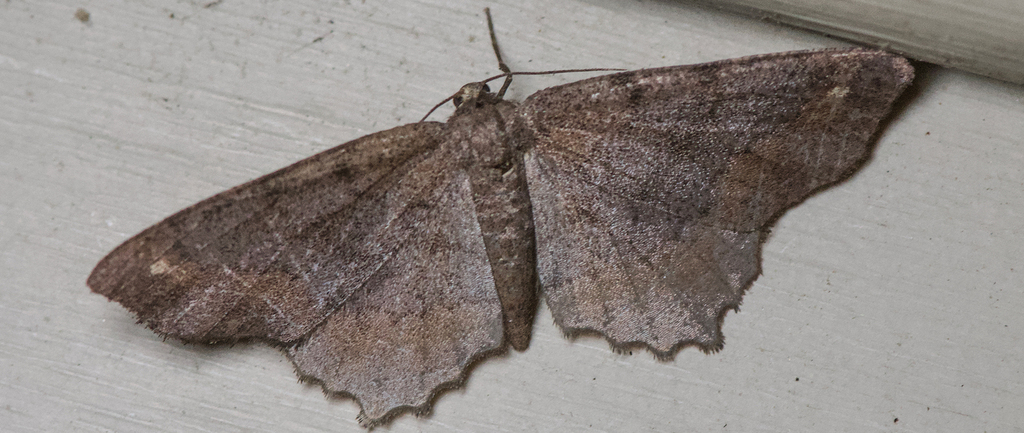 Esther Moth from Tuckahoe Village, Tuckahoe, VA 23238, USA on July 27 ...