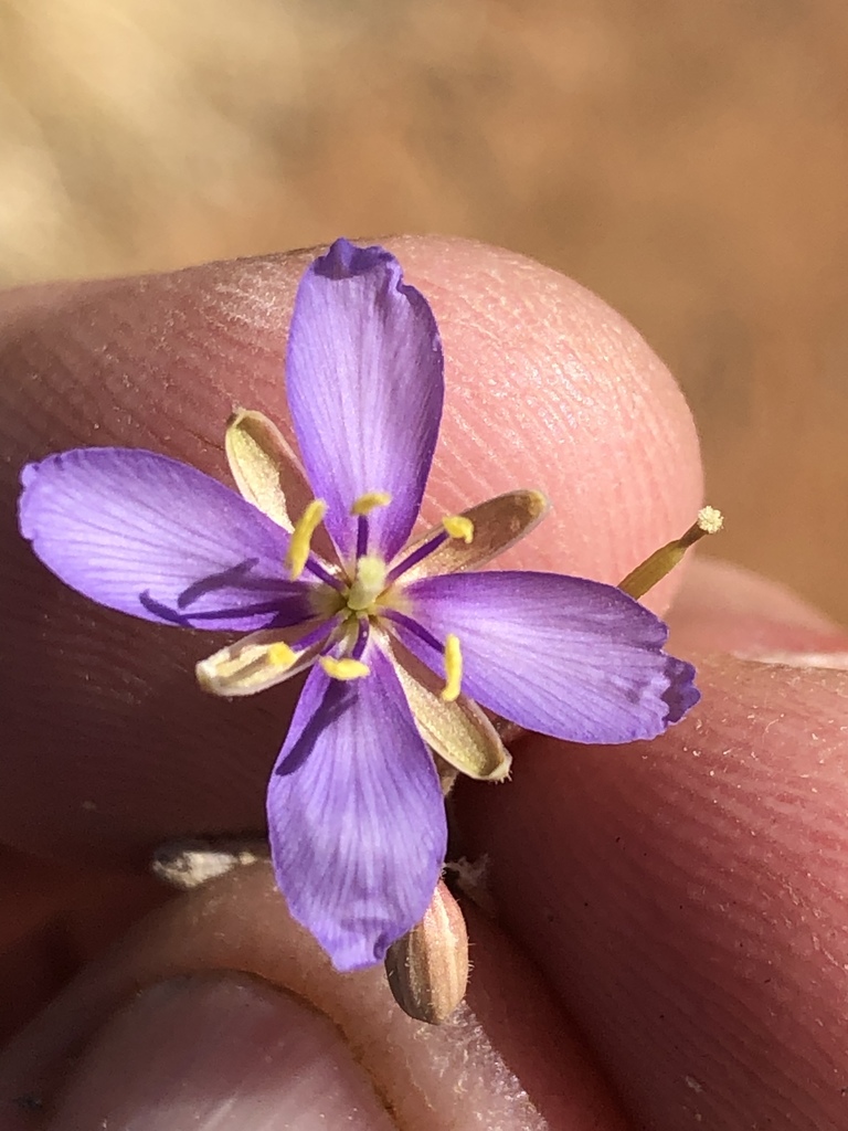 Heliophila minima from Brandberg Nature Reserve, , Erongo, NA on June 1 ...