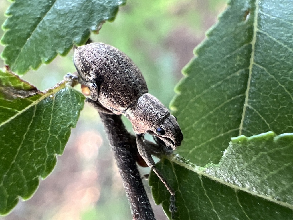 Fuller's rose weevil from S Main St, Wake Forest, NC, US on July 27 ...