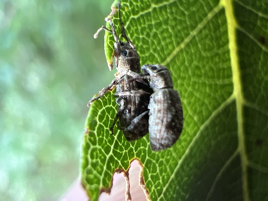 Peach Root Weevil from S Main St, Wake Forest, NC, US on July 27, 2024 ...