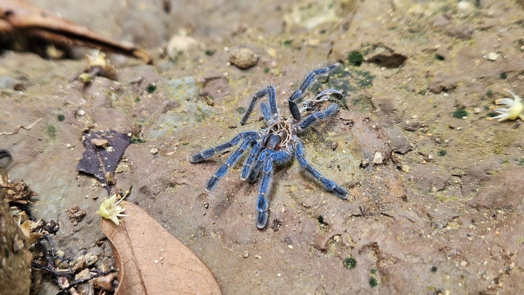 Puerto Rican Pinktoe Tarantula from 9243+F8V, San Sebastián, 00685 ...