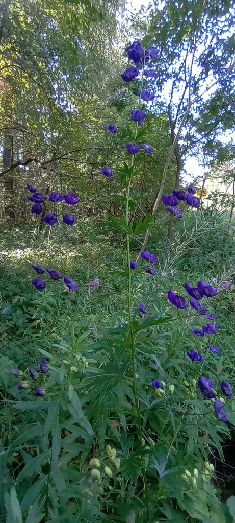 Monk's-hood from Serpukhovskiy rayon, RU-MS, RU on July 27, 2024 at 01: ...