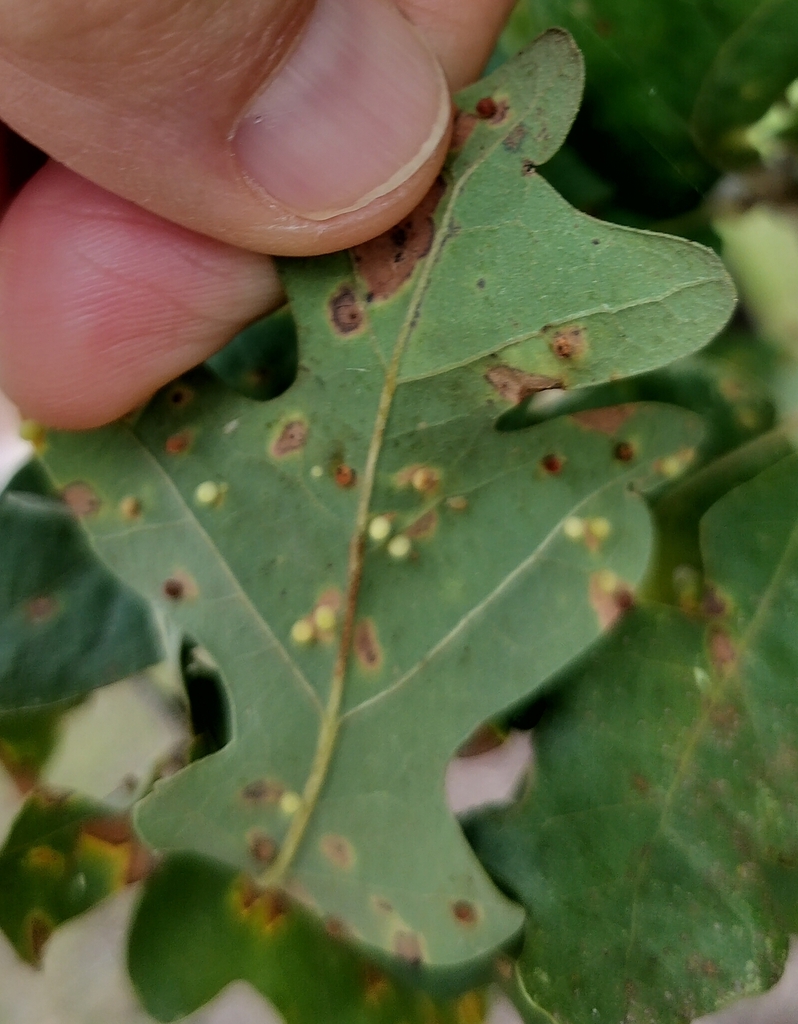 Jumping Gall Wasp from Williamson, Texas, United States on July 27 ...