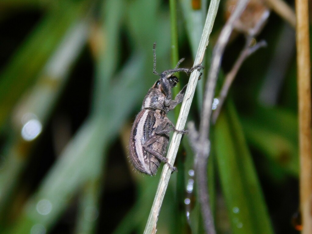White-fringed weevil from Chisholm Creek, Wichita, KS, USA on July 26 ...