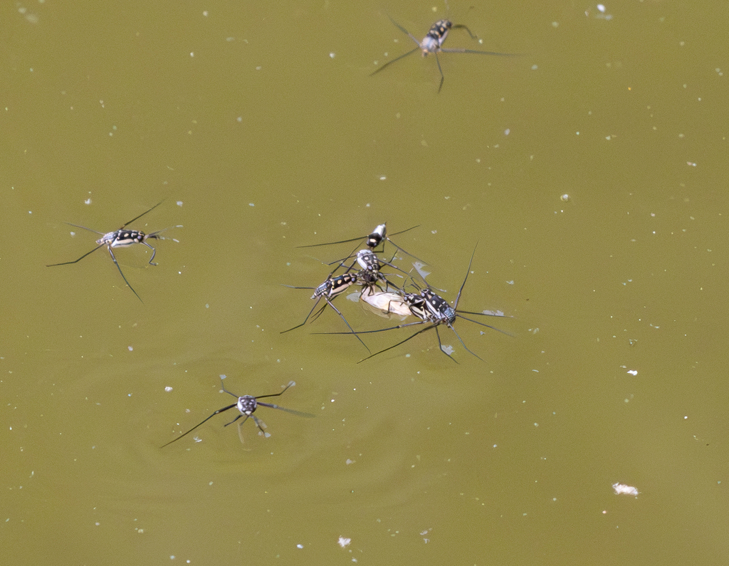 Trepobates subnitidus from 461 William Sluder Rd, Ellijay, GA 30540 ...