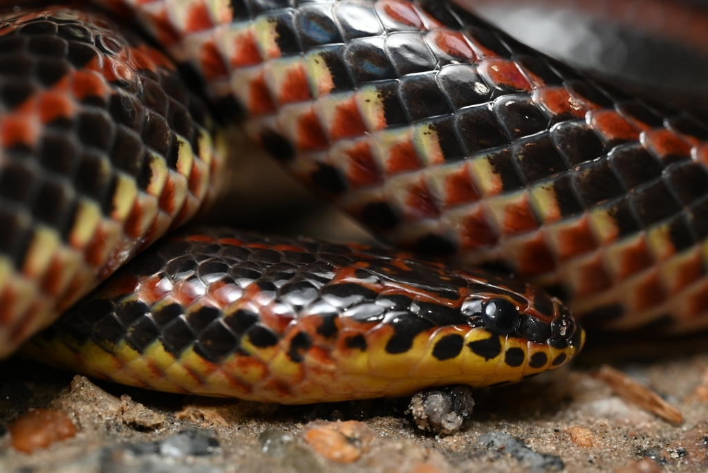 Rainbow Snake (Farancia erytrogramma) - Snakes and Lizards