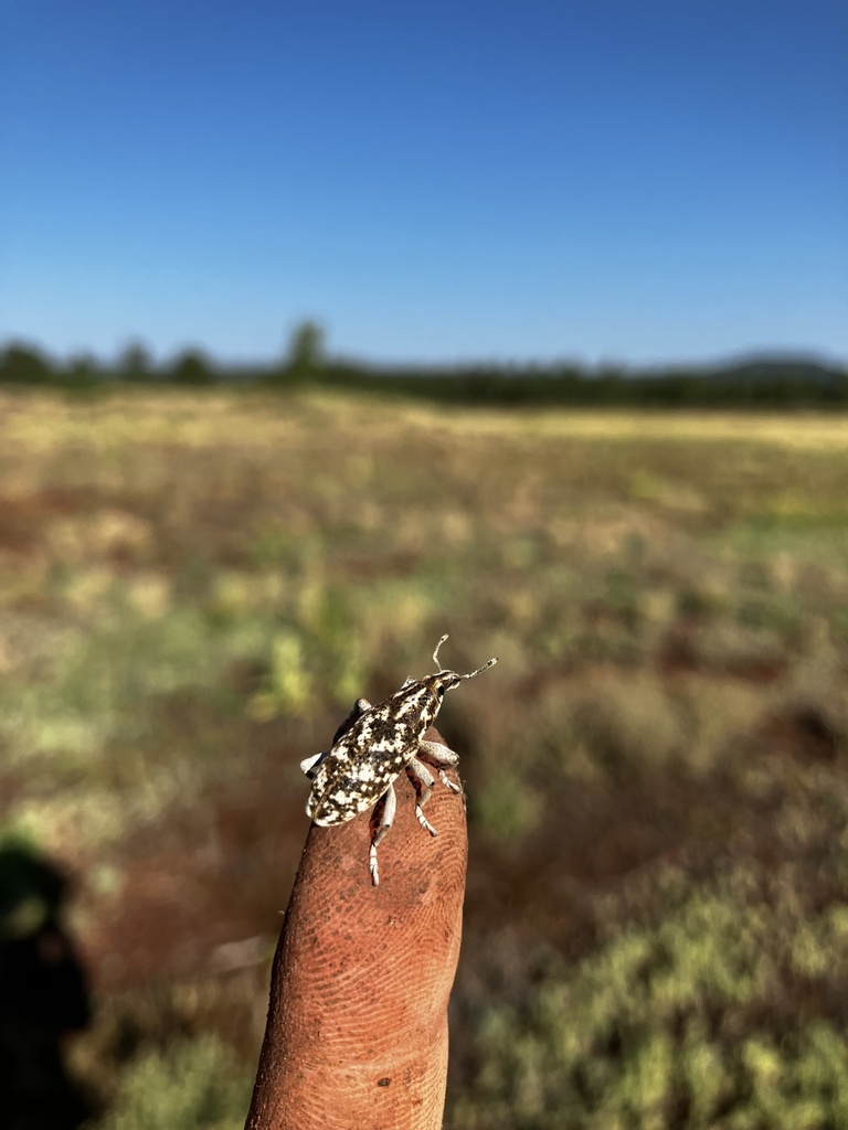 Knapweed Root Wevil from Coconino National Forest, Sedona, AZ, US on ...