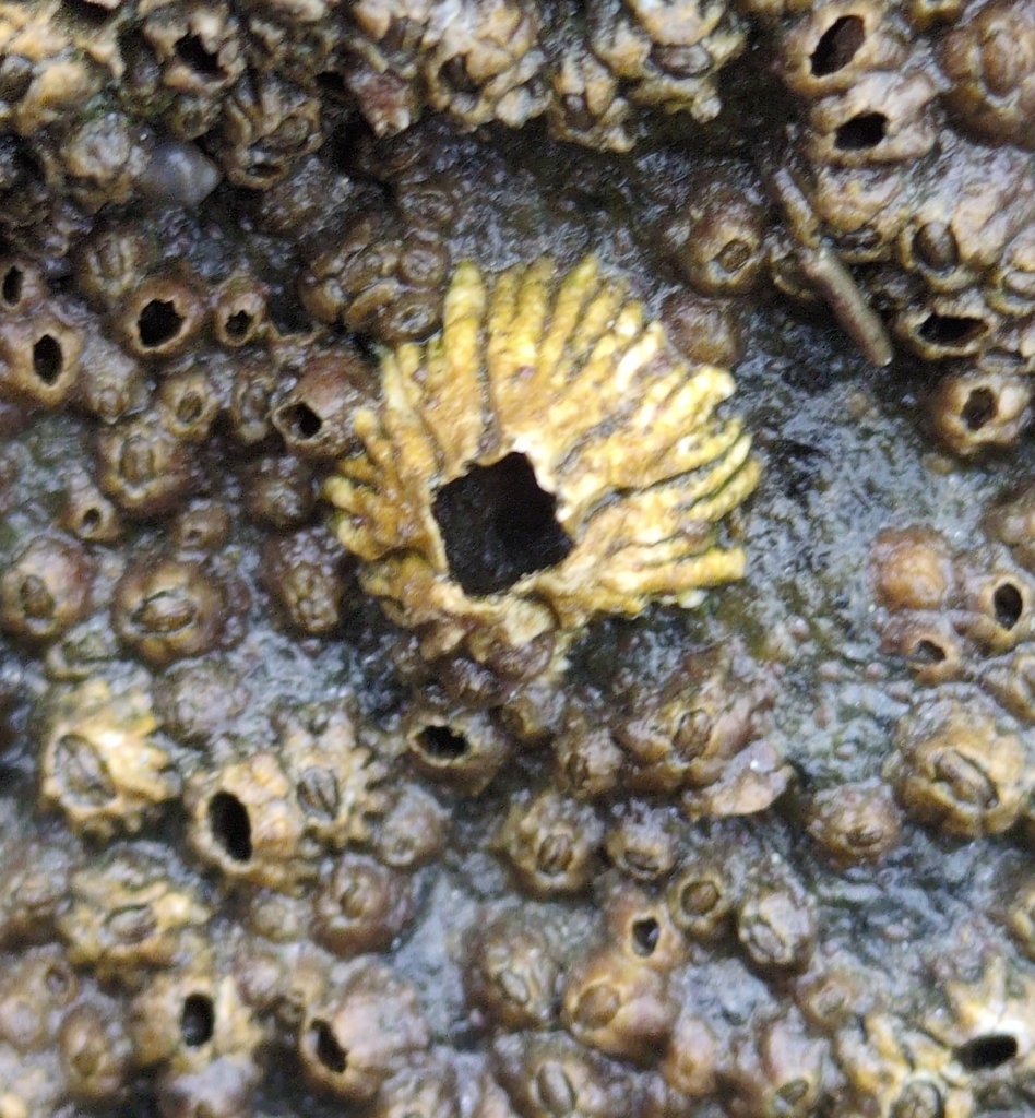 Pacific Acorn Barnacle from Carlsbad, CA 92008, USA on July 27, 2024 at ...