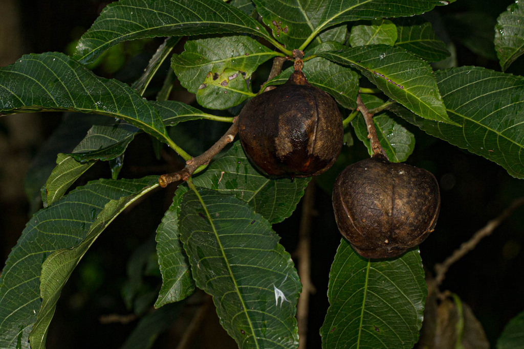 pepperseedtree from Inhamitanga Forest, Cheringoma, Mozambique on March ...