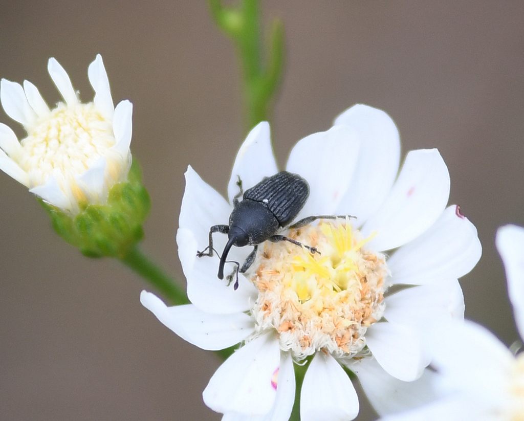 Rugged Flower Weevil from Wellington County, ON, Canada on July 24 ...