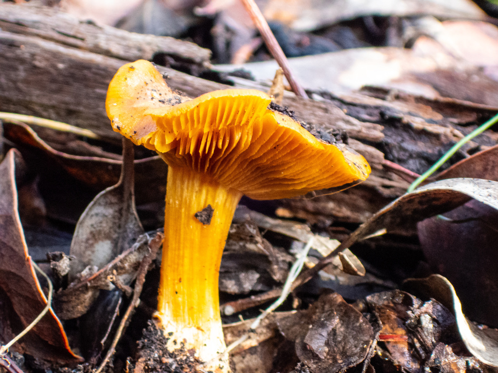 Webcaps from Darkan WA 6392, Australia on July 19, 2024 at 11:53 AM by ...