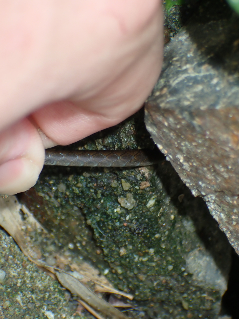 Colubrid Snakes from 中国浙江省舟山市定海区 on July 3, 2024 at 02:48 PM by ...