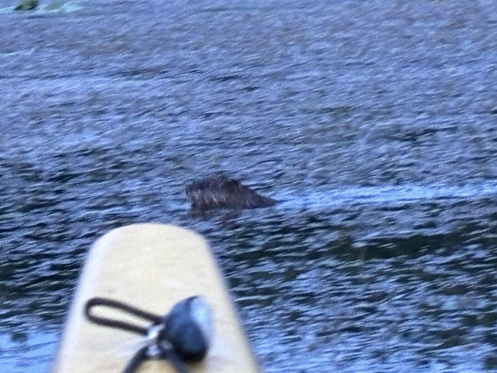 American Beaver from Round Lake, Havelock-Belmont-Methuen, ON, CA on ...