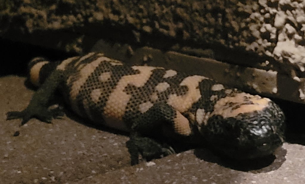 Gila Monster in July 2024 by mustardlypig. Excited to see this! It ...