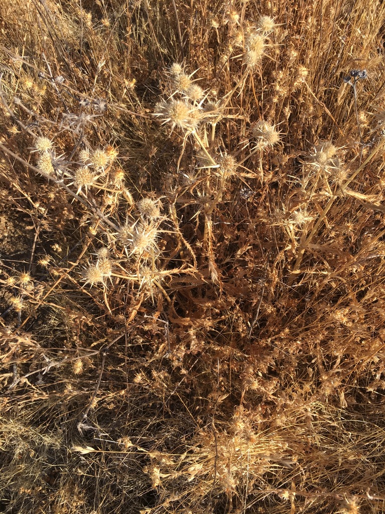 Delta Coyote-thistle from Walnut Creek, CA, USA on July 22, 2024 at 08: ...