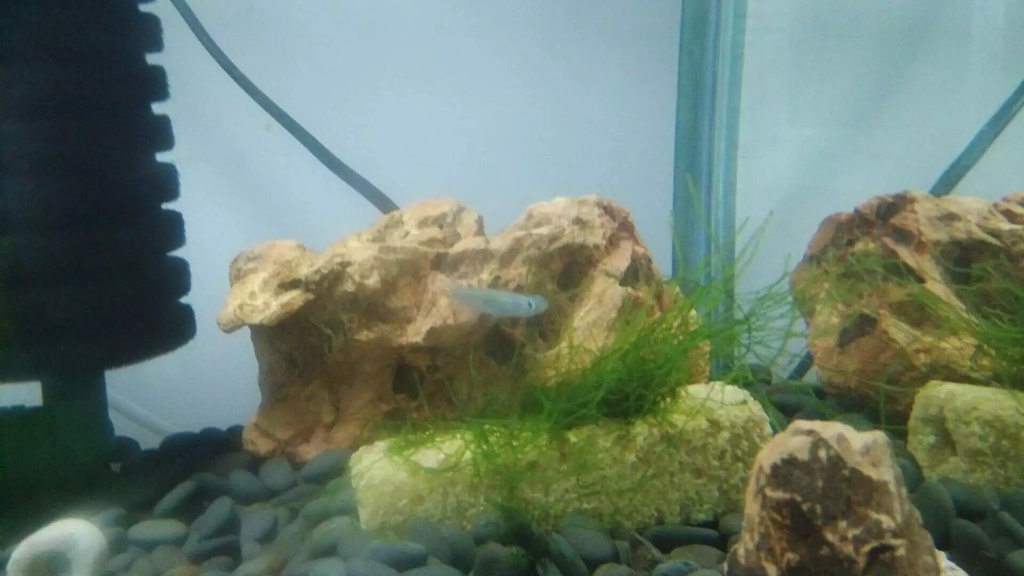 Chinese rice fish from 岱山海岛公园, 舟山市, 浙江省, CN on July 27, 2016 at 11:18 ...