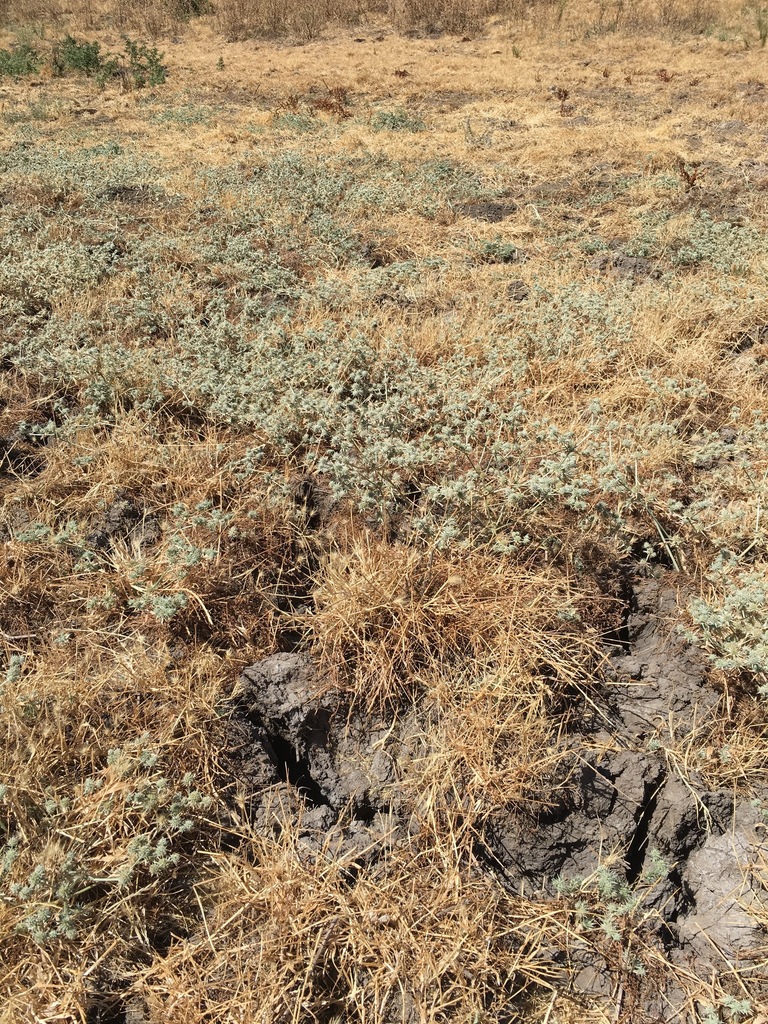 Eryngium aristulatum aristulatum from Contra Costa County, CA, USA on ...