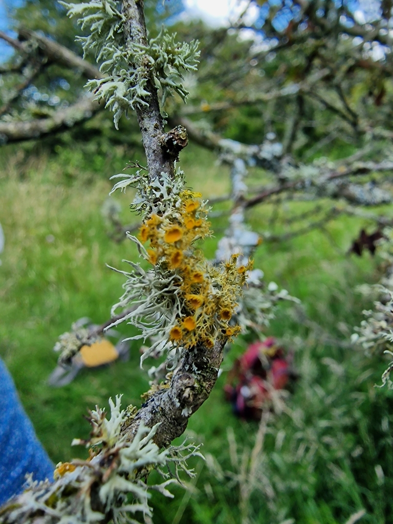 Golden-eye Lichen from Waterhall NNR Brighton on July 27, 2024 at 11:48 ...