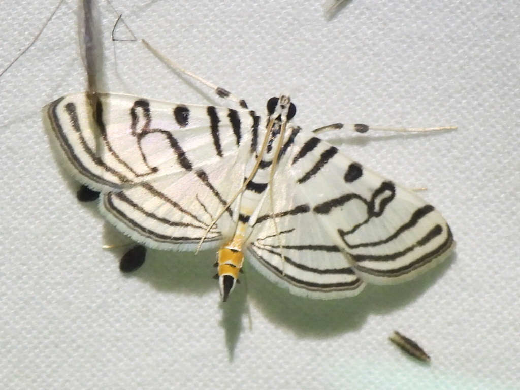 Zebra Conchylodes Moth from Kaufman County, TX, USA on July 26, 2024 at ...