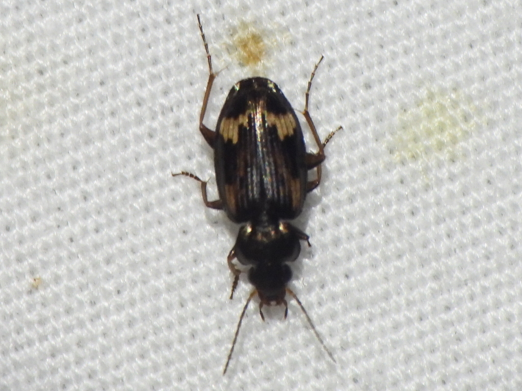 Tetragonoderus intersectus from Kaufman County, TX, USA on July 26 ...