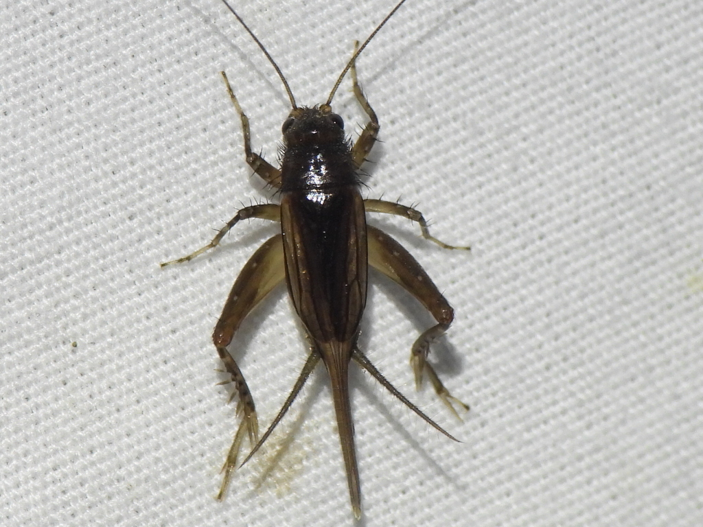 Even-spurred Ground Crickets from Kaufman County, TX, USA on July 26 ...