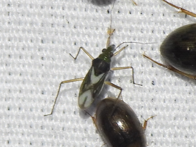 Mulsant's Water Treader from Kaufman County, TX, USA on July 26, 2024 ...