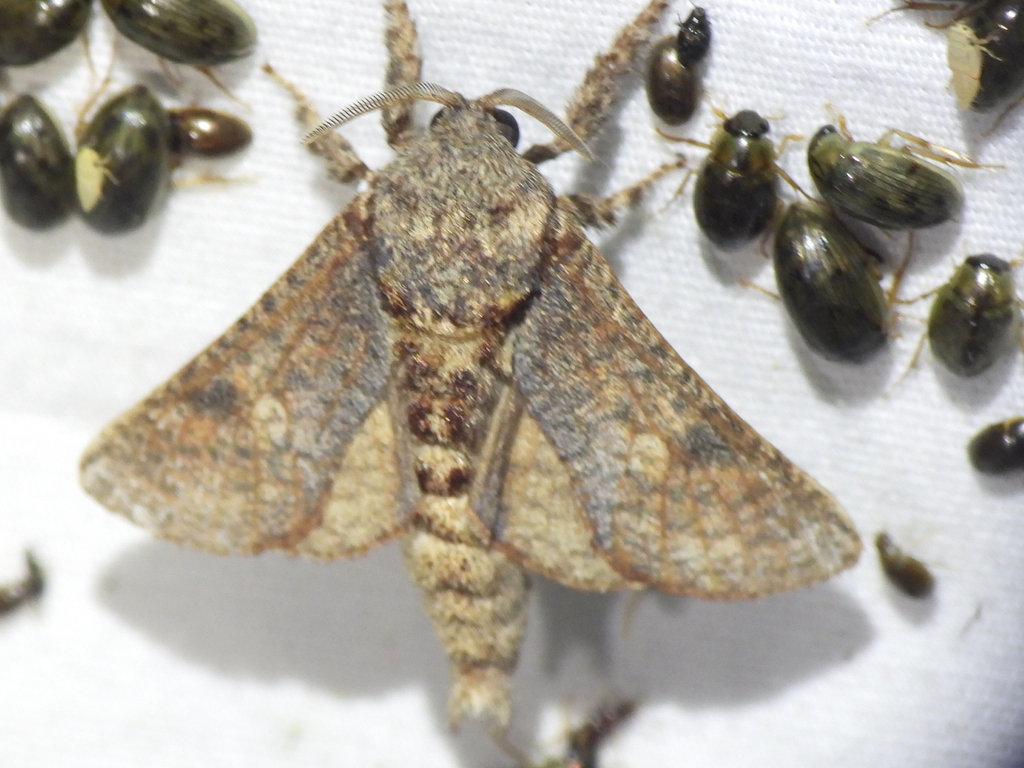 Arbela Carpenterworm Moth from Kaufman County, TX, USA on July 26, 2024 ...