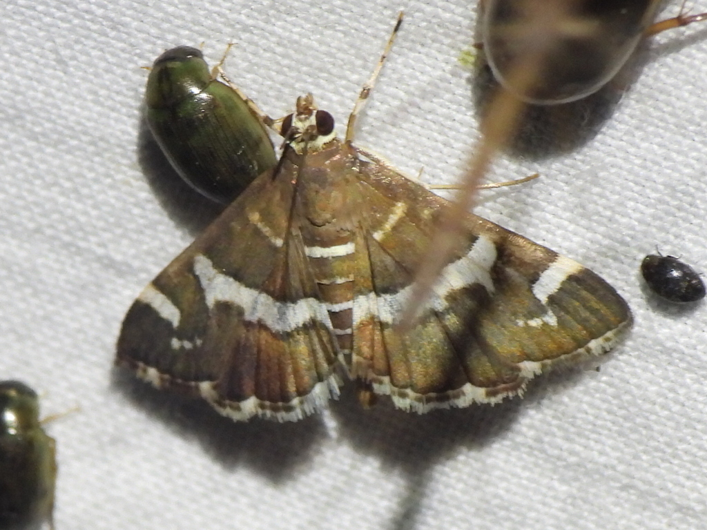 Hawaiian Beet Webworm Moth from Kaufman County, TX, USA on July 26 ...