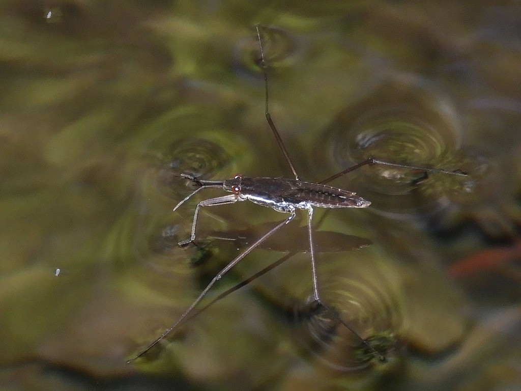 North American Common Water Strider from Workman Creek, Sierra Ancha ...