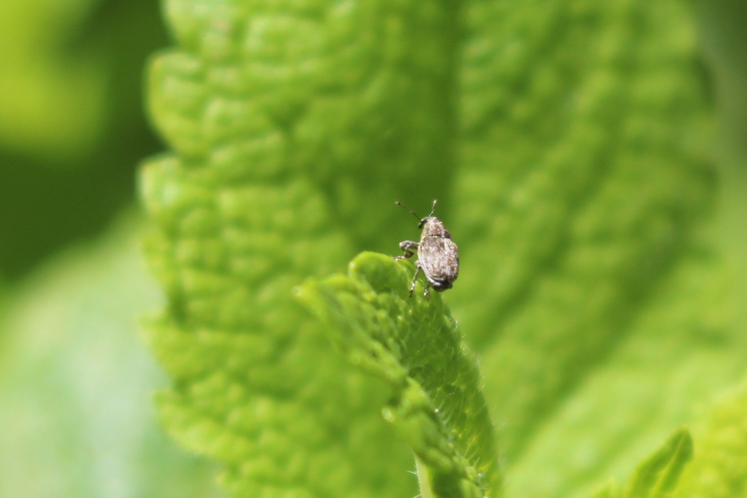 Datonychus H.Wagner, 1944