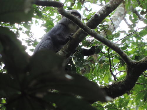 Red-eared White-collared Monkey (Subspecies Cercopithecus mitis ...