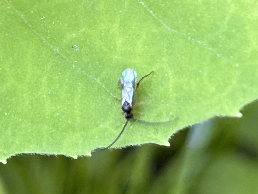 Cabbage White Parasitoid Wasp from Long Island, Babylon, NY, US on June ...