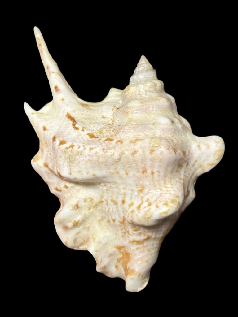 bull conch from Apotgan, 96913, Guam on July 14, 2004 at 12:41 AM by ...