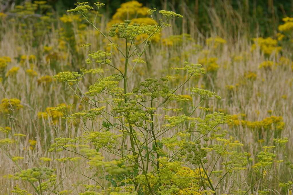 wild parsnip from Somerset, UK on July 24, 2024 at 11:42 AM by joy ...