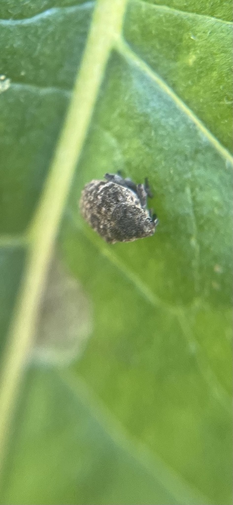 Acanthoscelidius acephalus from Lawton Pl, Fort Wayne, IN, US on July ...