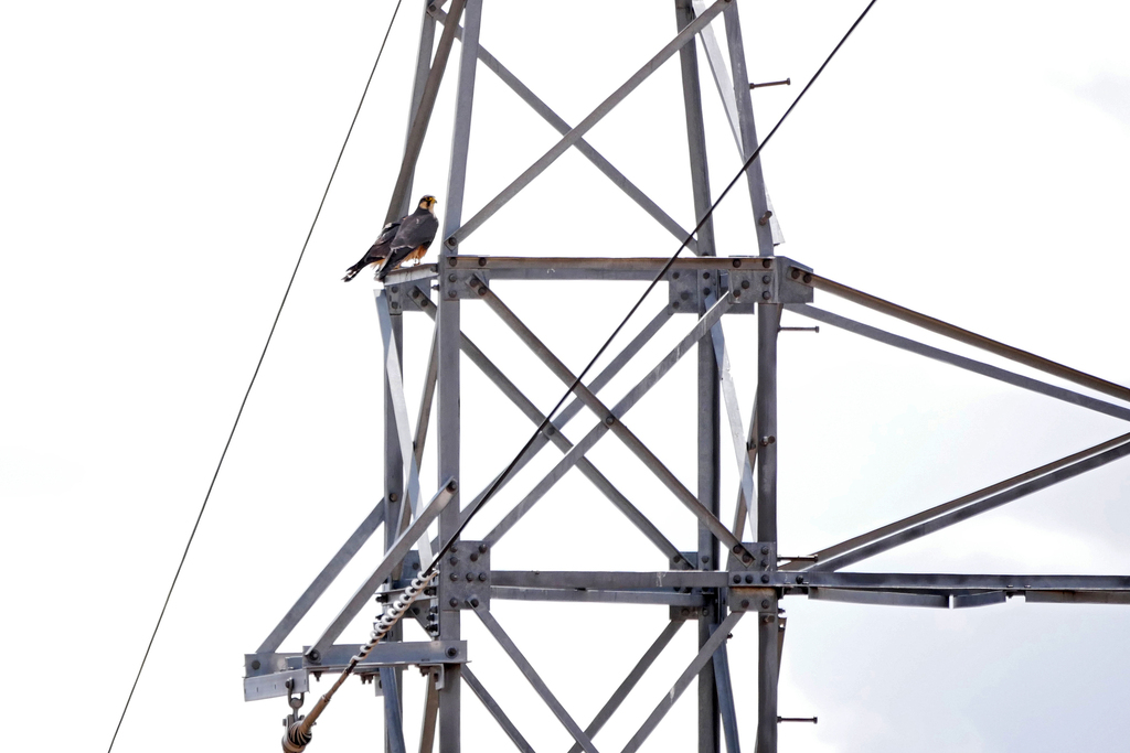 Aplomado Falcon from Anta Province, Peru on October 13, 2019 at 01:49 ...