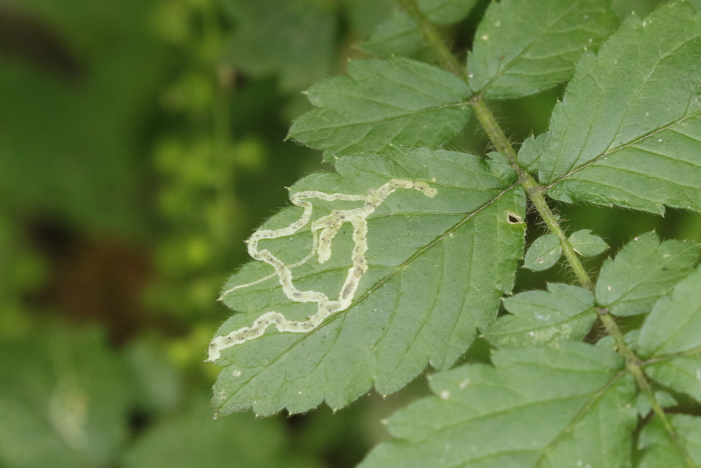 Agromyza from Carroll County, MD, USA on July 25, 2024 at 07:10 PM by ...