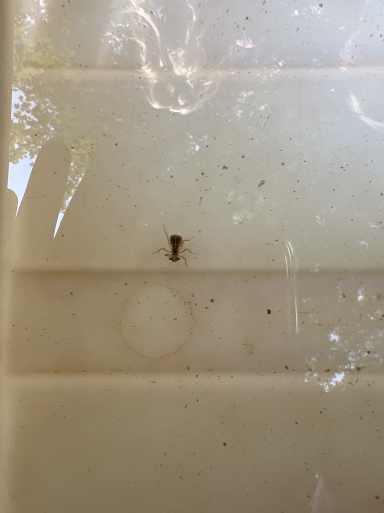 Winged and Once-winged Insects from Pleasant Union Church Rd, Wake ...