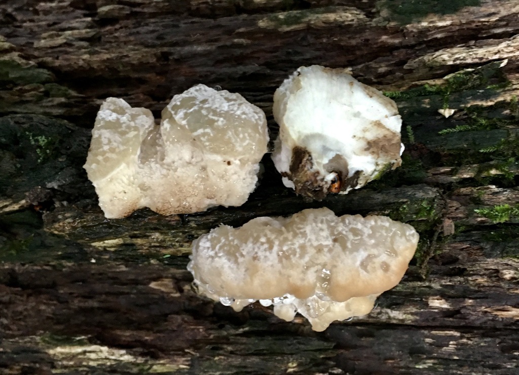 green cheese polypore from Greene County, MO, USA on July 27, 2024 at ...