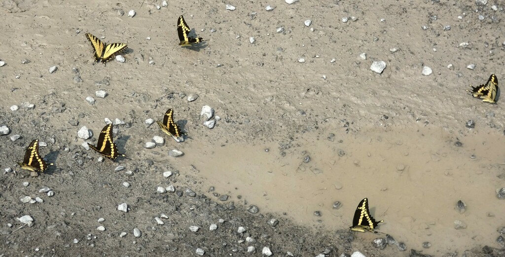 Eastern Giant Swallowtail from California Road, Lennox and Addington ...