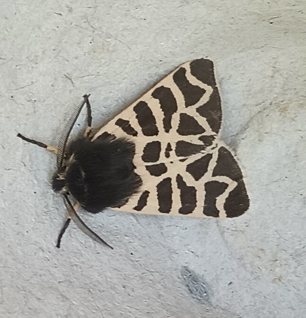 Nevada Tiger Moth in July 2024 by velella_velella · iNaturalist